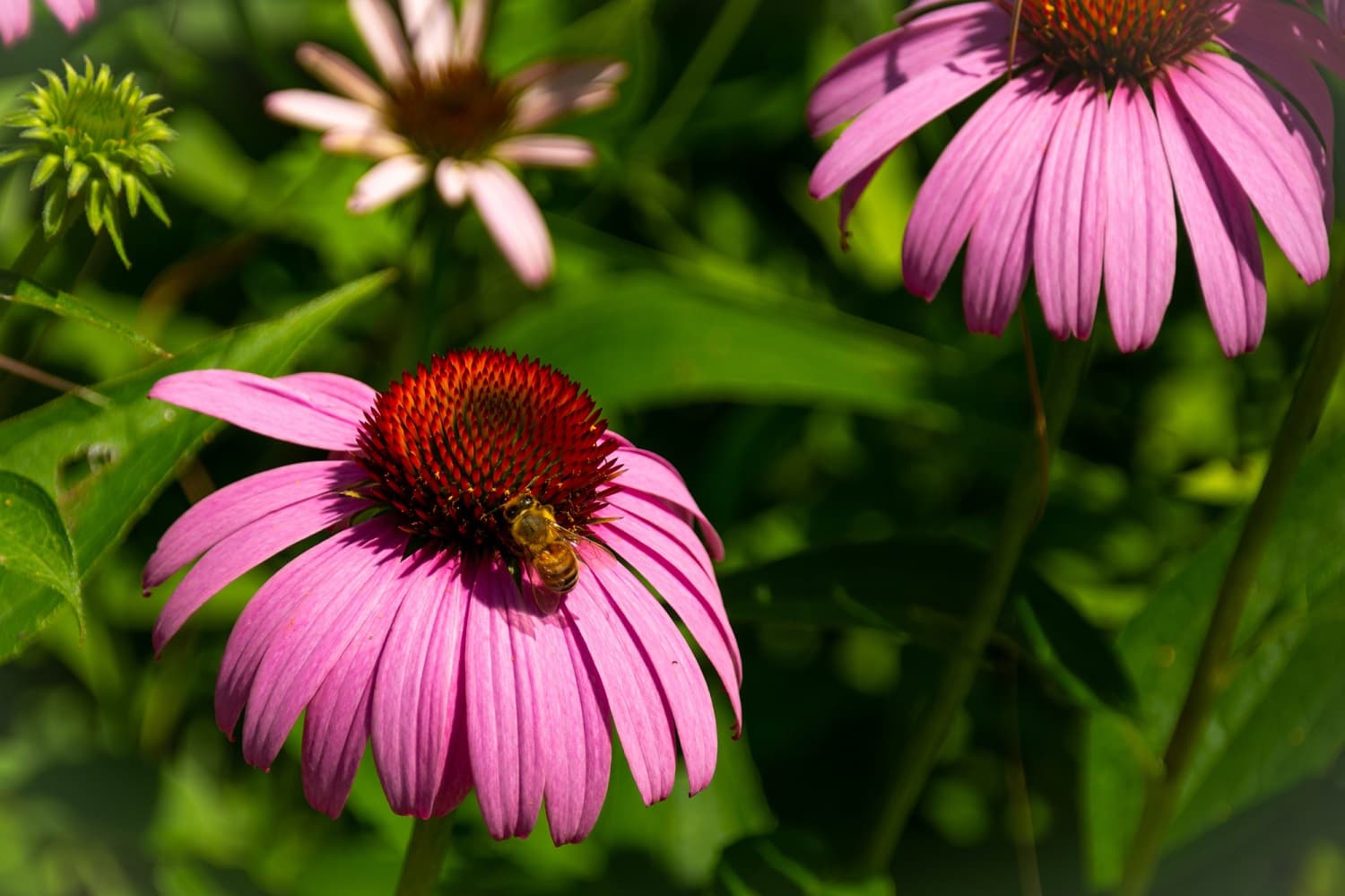 Mejorar las defensas y sistema inmune con Equinácea y Propóleo - Propol-Mel
